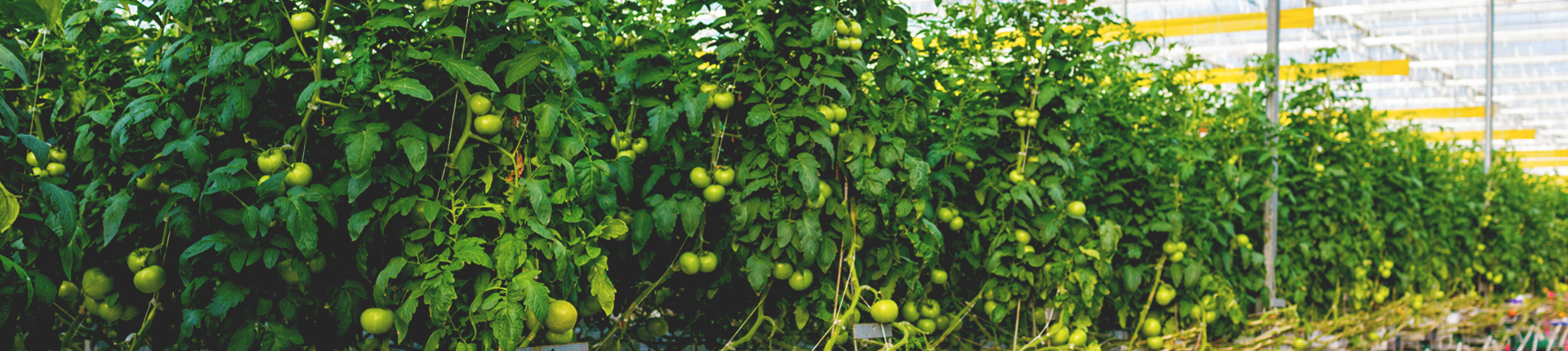 Our Farms - Double Diamond Farms