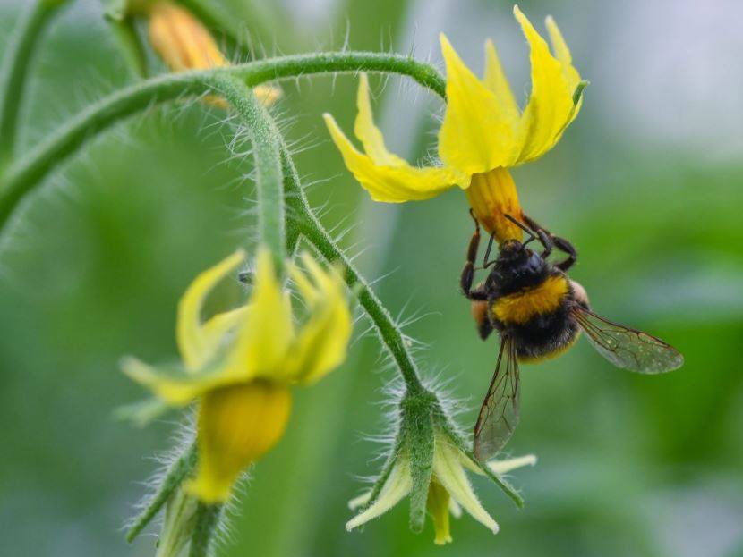 Double Diamond Launches Kid-Friendly Line - Double Diamond Farms